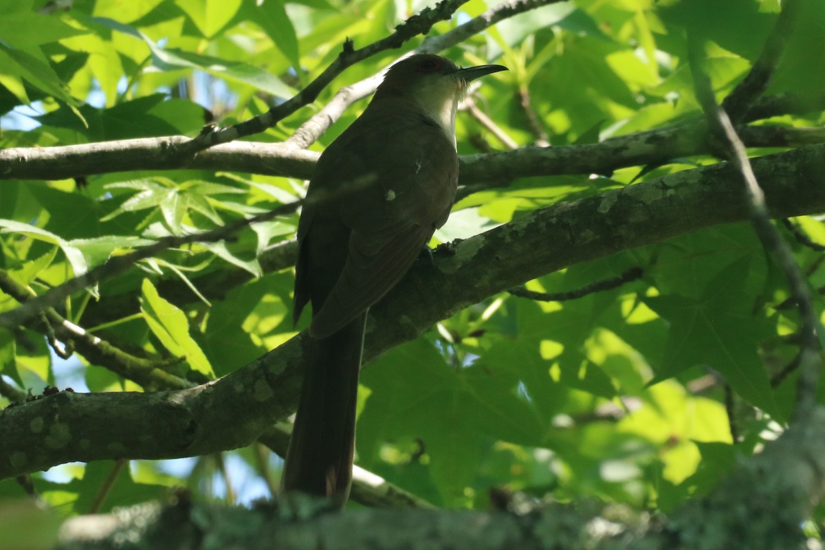 eBird Checklist - 8 May 2024 - **Back Bay NWR - 54 species