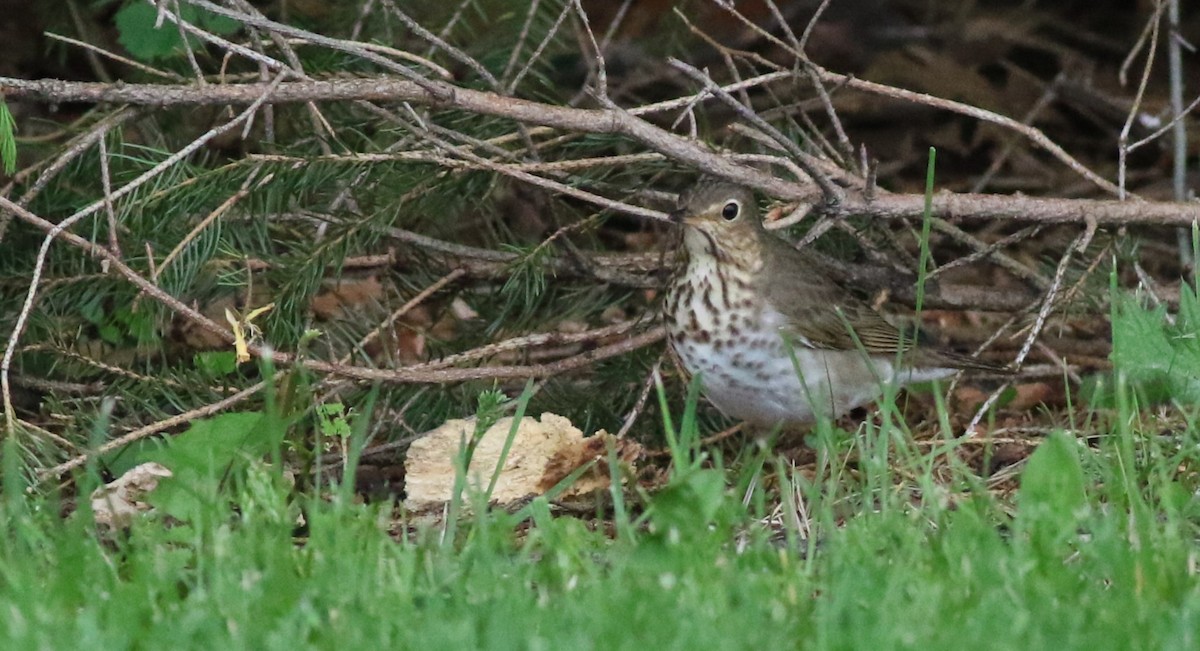 eBird Checklist - 8 May 2024 - Rotary Park - 20 species