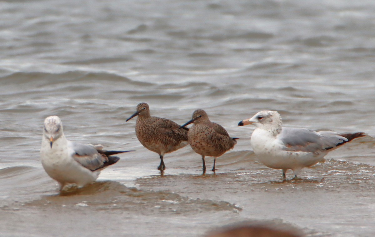 eBird Checklist - 8 May 2024 - Clinton Lake SRA--Mascoutin Beach and ...