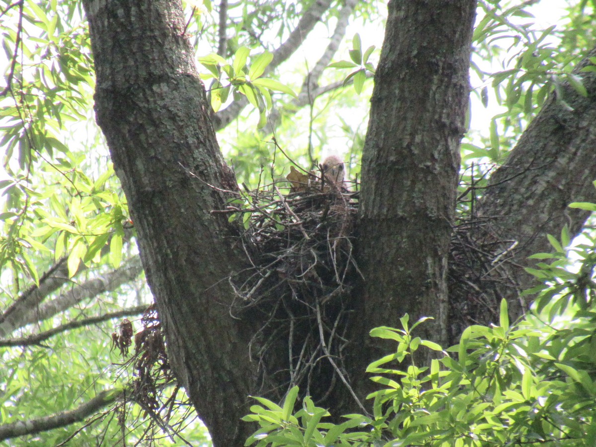 eBird Checklist - 8 May 2024 - Obion River WMA--TN-89 - 17 species