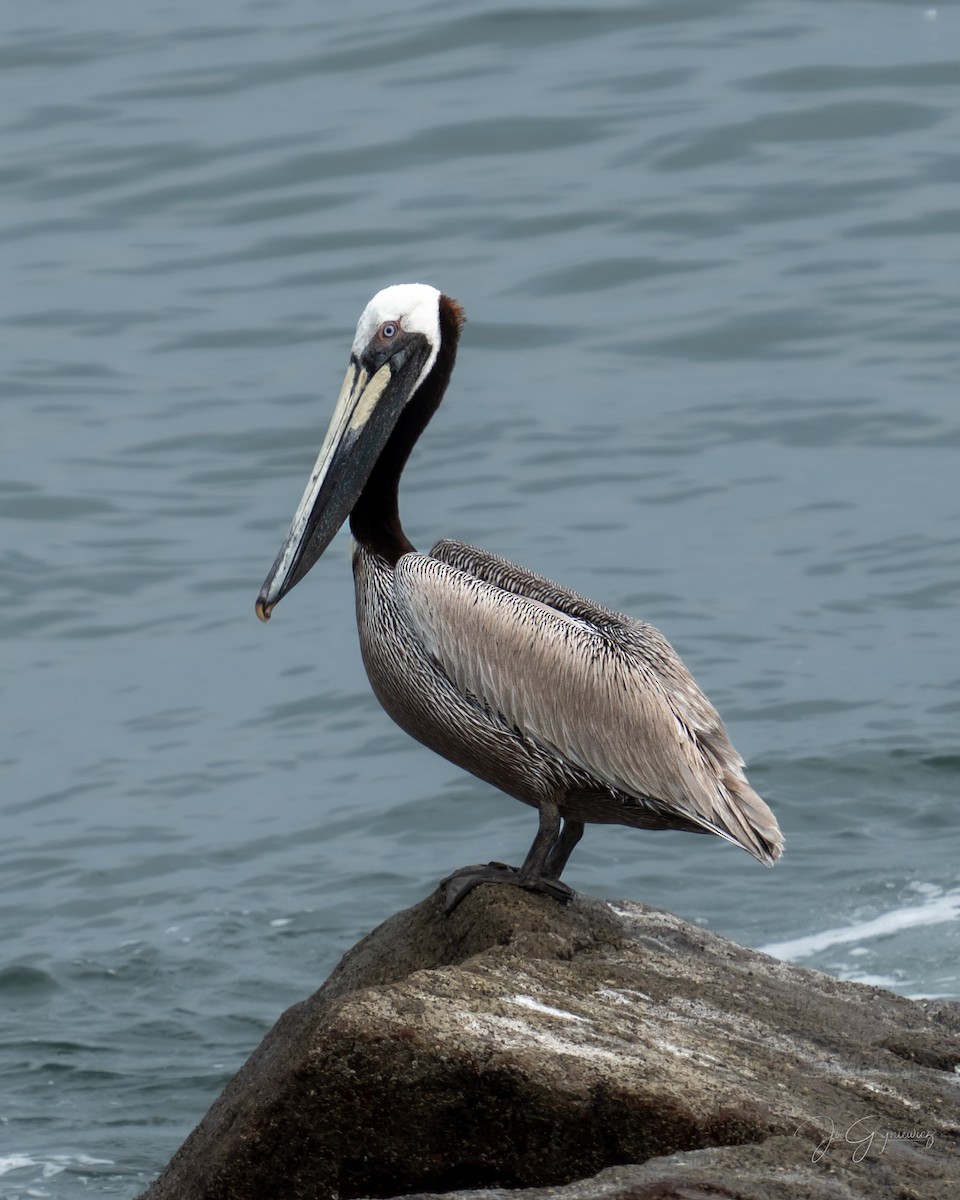 eBird Checklist - 17 Mar 2024 - Punta Culebra - 7 species
