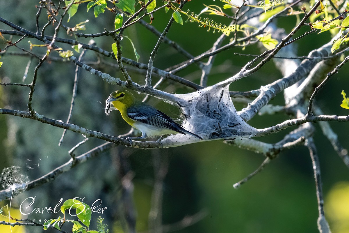 eBird Checklist - 2 May 2024 - Great Swamp NWR--Management Area - 25 ...