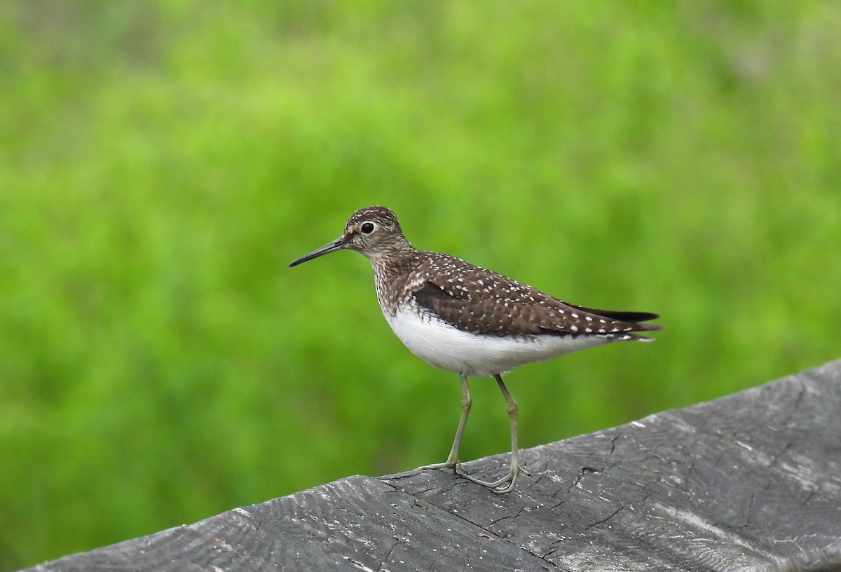 eBird Checklist - 8 May 2024 - William H. Kain County Park--Lake Redman ...