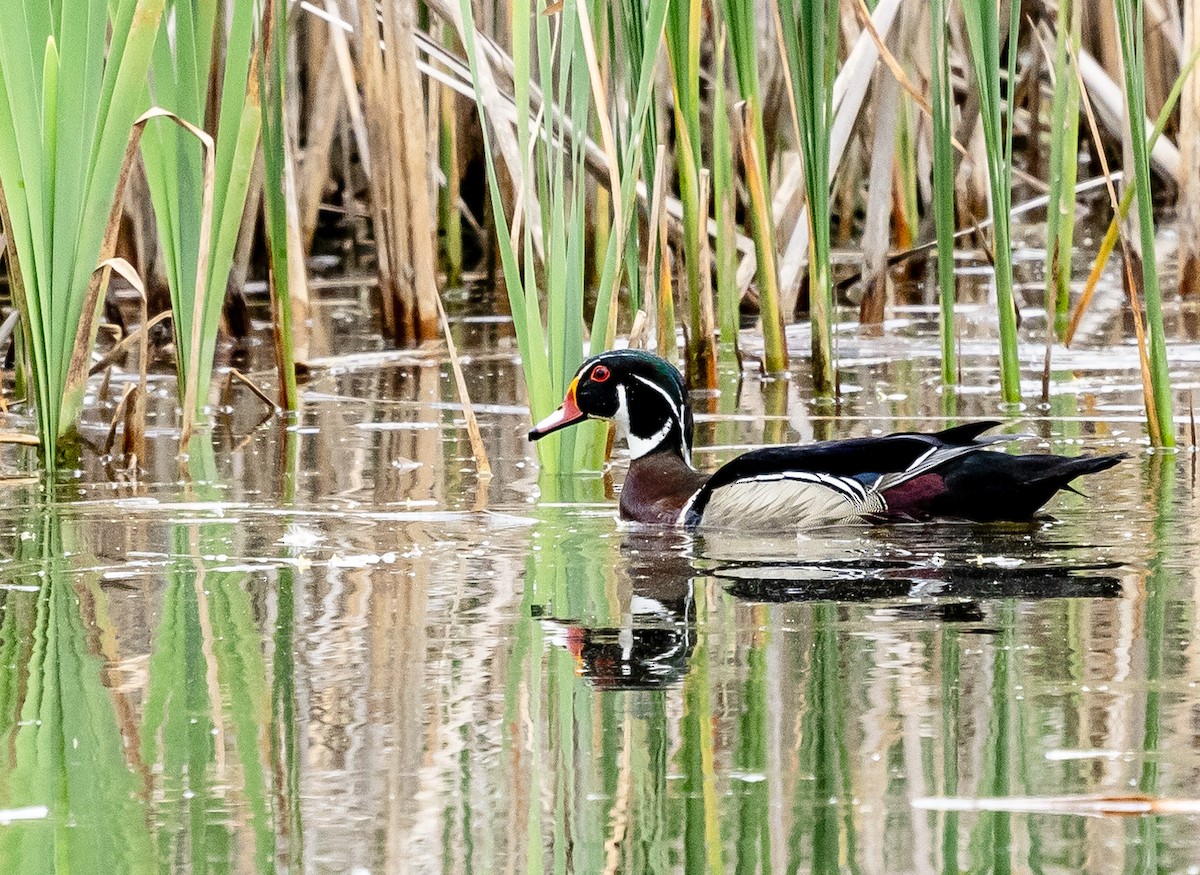 Pennsylvania Bird Atlas Checklist - 8 May 2024 - State Game Lands 79 ...