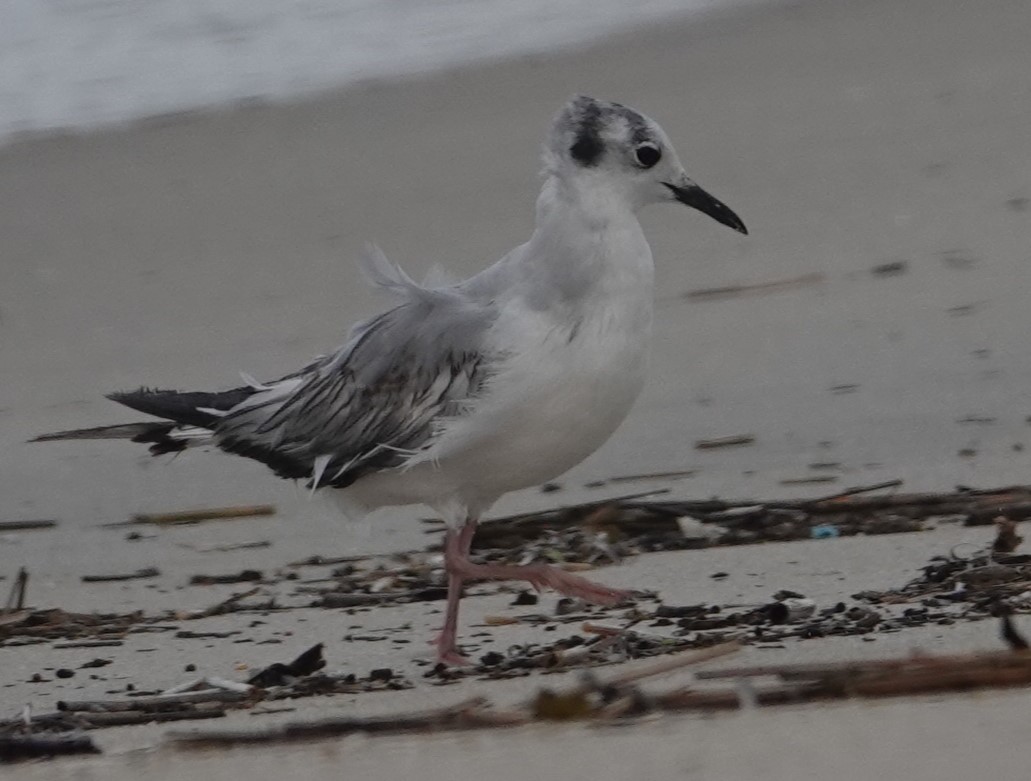 eBird Checklist - 8 May 2024 - Cape Island--CMPSP--Hawkwatch Platform ...