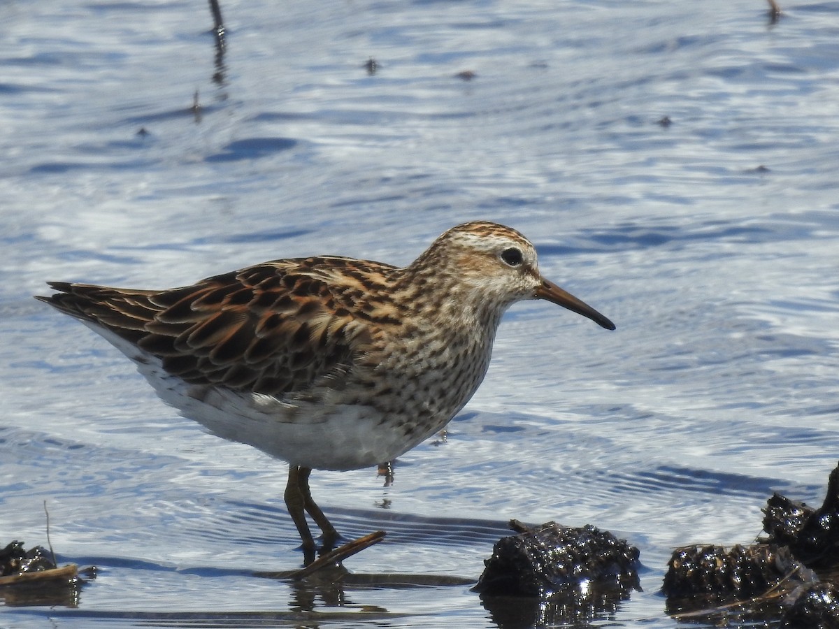 eBird Checklist - 7 May 2024 - 37701–38333 220th Ave, Lake Mills US-IA ...