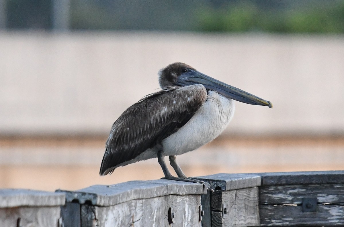 eBird Checklist - 13 Apr 2023 - Cedar Key City Park, Marina, and ...