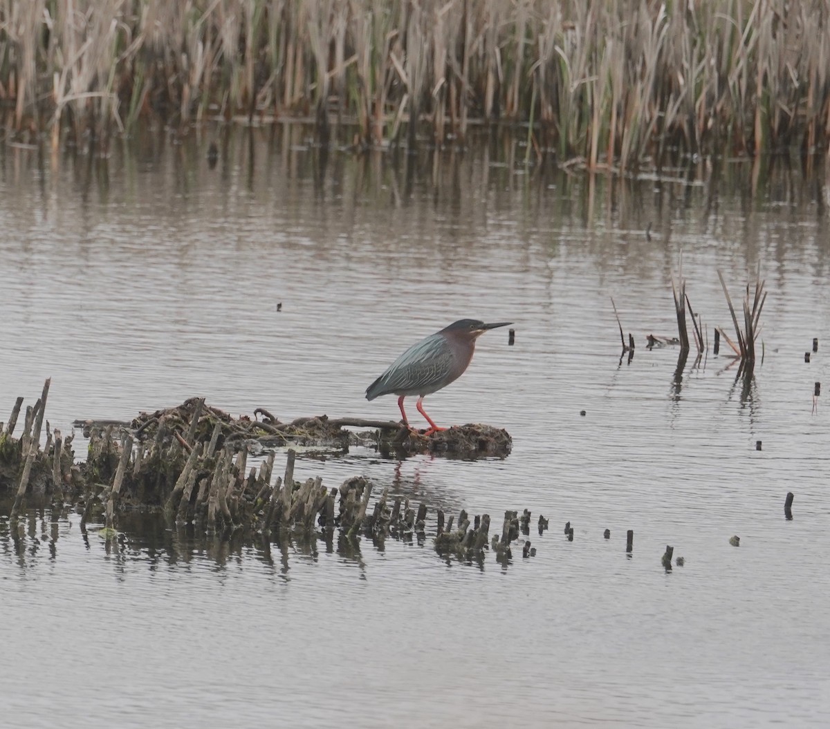 eBird Checklist - 8 May 2024 - Nantucket--Massasoit Bridge - 27 species