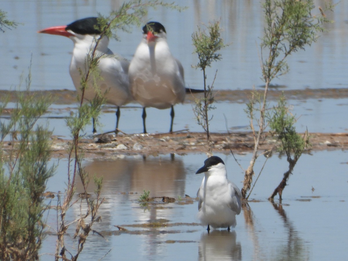 eBird Checklist - 7 May 2024 - Salton Sea--Wister Unit - 18 species