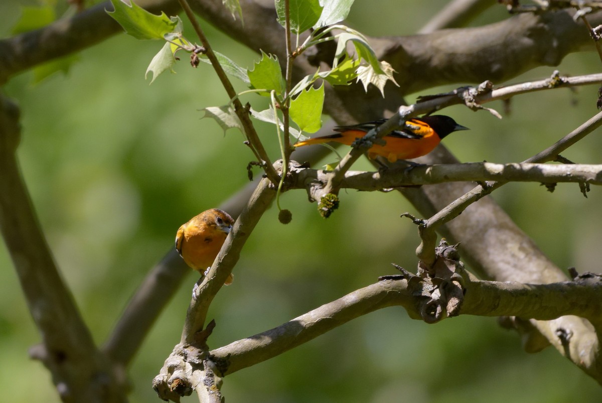 Pennsylvania Bird Atlas Checklist - 8 May 2024 - Westmoreland Heritage ...