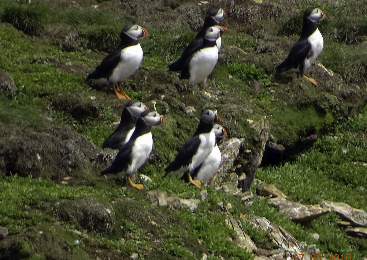 eBird Checklist - 17 Jun 2016 - NL--Elliston--Puffin Island - 2 species