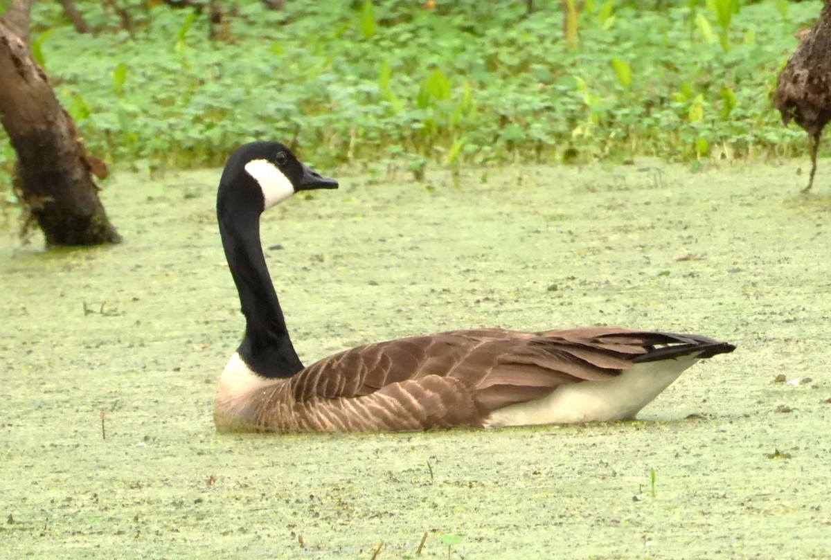 eBird Checklist - 8 May 2024 - Hughes Hollow - McKee Beshers WMA - 62 ...