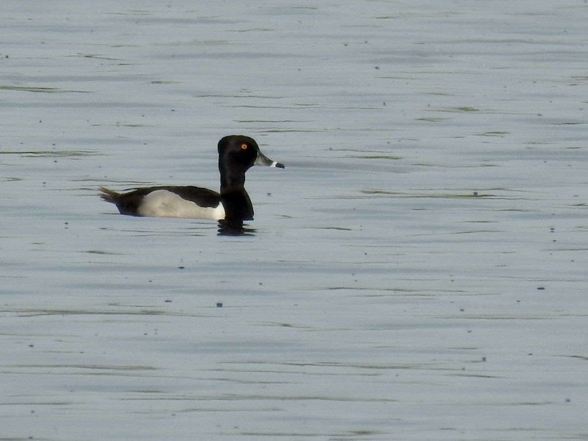 eBird Checklist - 8 May 2024 - Jacobs (formerly Veolia) WWTP ...