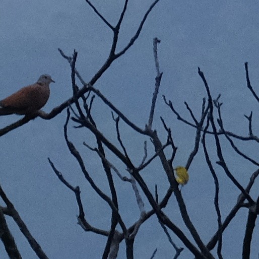 Swinhoe's White-eye - Zosterops simplex - Media Search - Macaulay ...