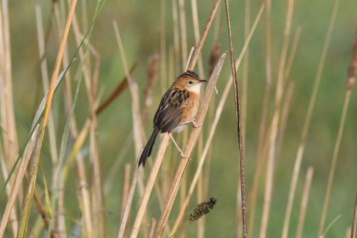 eBird Checklist - 9 May 2024 - Yarra Valley Trail, Lilydale to ...