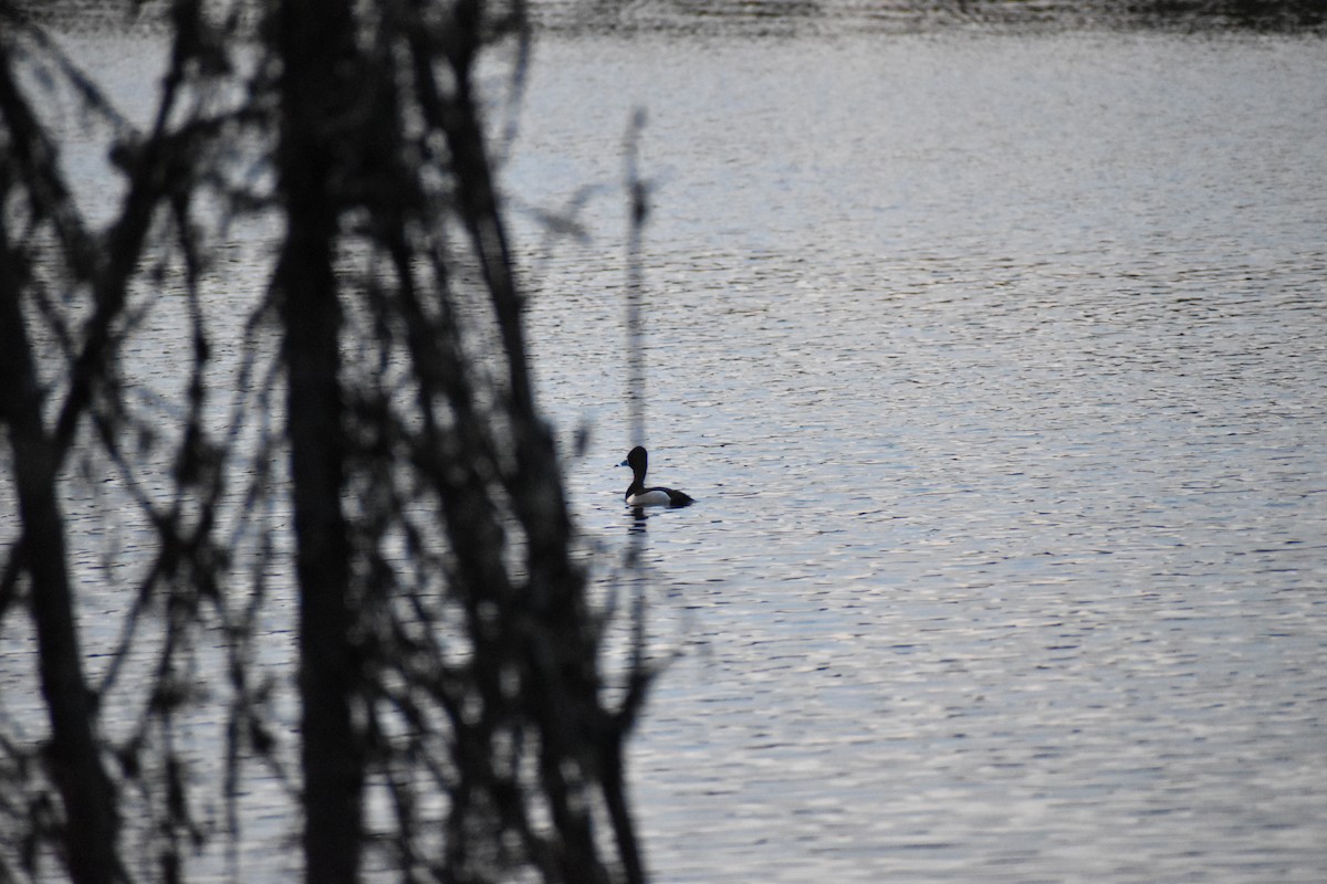 eBird Checklist - 8 May 2024 - West UAF Trails & Smith Lake - 10 species