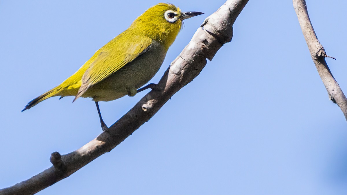 Swinhoe's White-eye - Zosterops simplex - Media Search - Macaulay ...