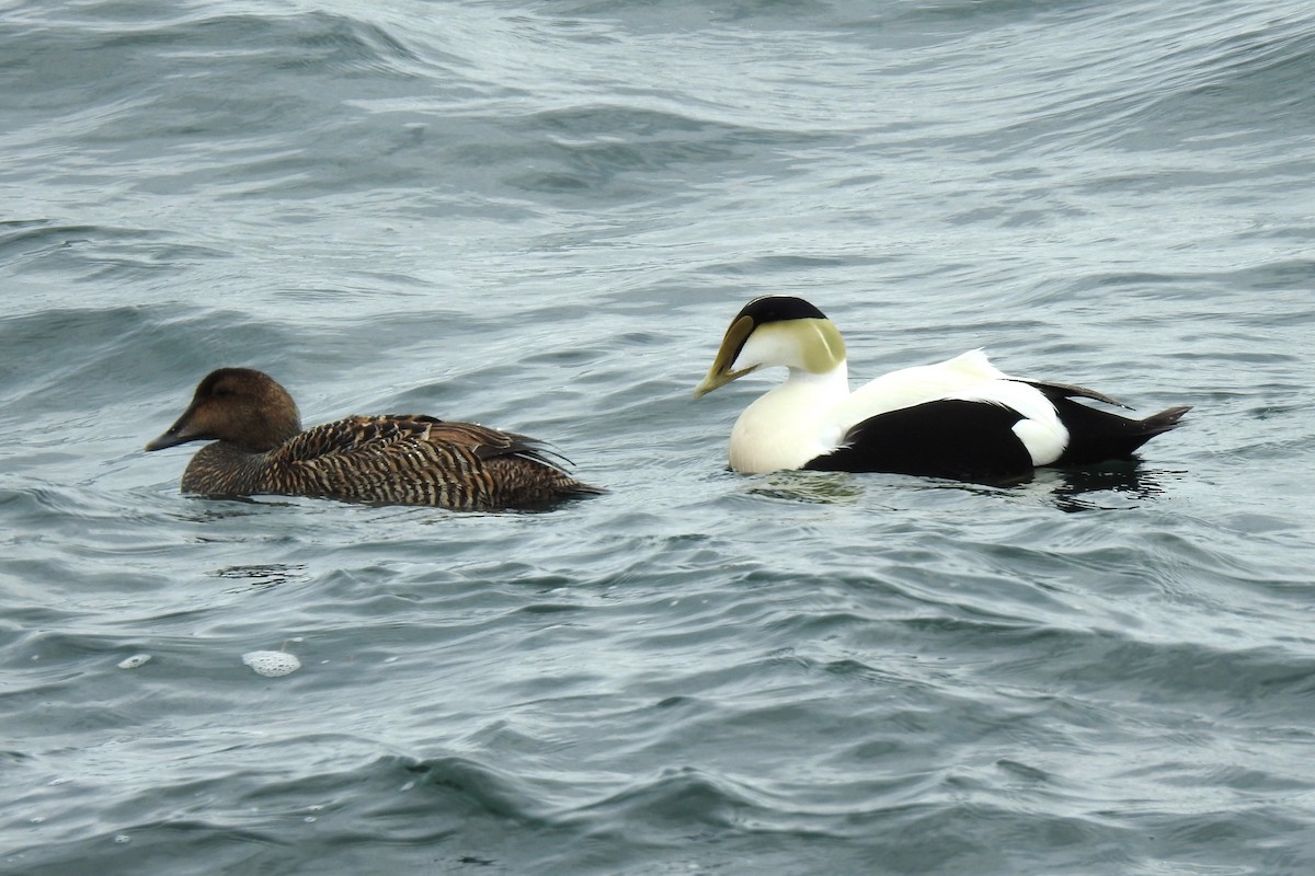 eBird Checklist - 8 May 2024 - Petit Manan NWR--Petit Manan Island - 24 species