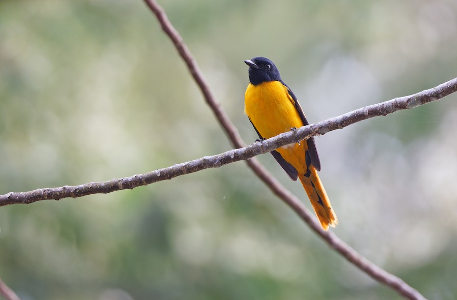 Scarlet Minivet (Philippine Yellow) - eBird