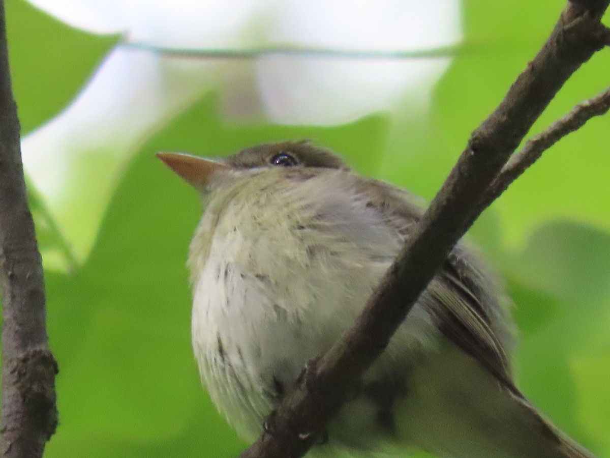 Pennsylvania Bird Atlas Checklist - 9 May 2024 - Hibernia County Park - 40 species