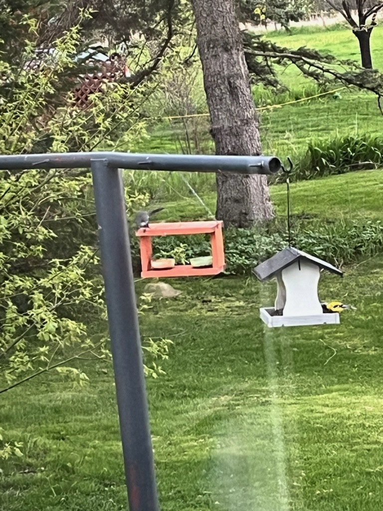 eBird Checklist - 6 May 2024 - my house - 3 species