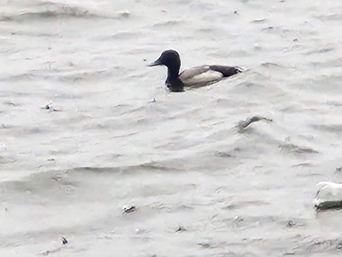 eBird Checklist - 9 May 2024 - Chester Frost Park - 13 species