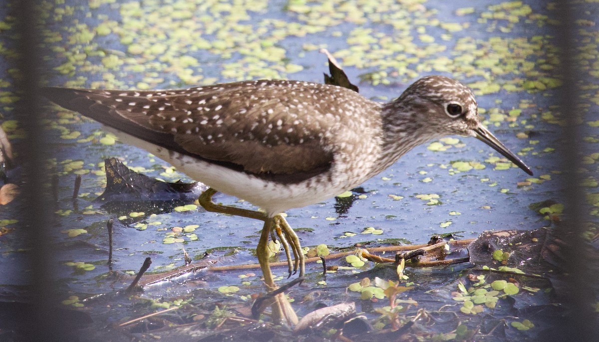 eBird Checklist - 9 May 2024 - Garret Mountain Reservation (Park) - 27 ...