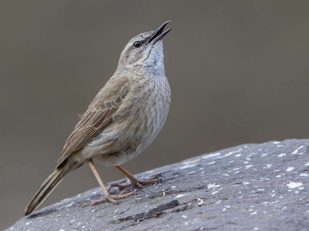 Yellow-tufted Pipit - Anthus crenatus - Birds of the World