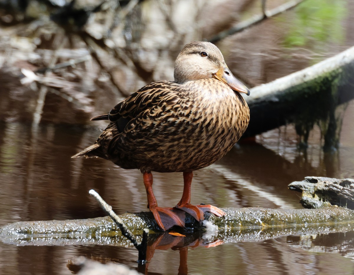 eBird Checklist - 9 May 2024 - Weedon Island Preserve - 26 species