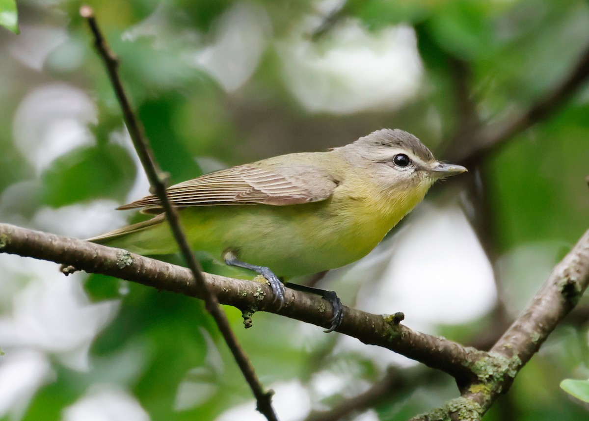 eBird Checklist - 9 May 2024 - Lambert Lake Nature Preserve - 33 species