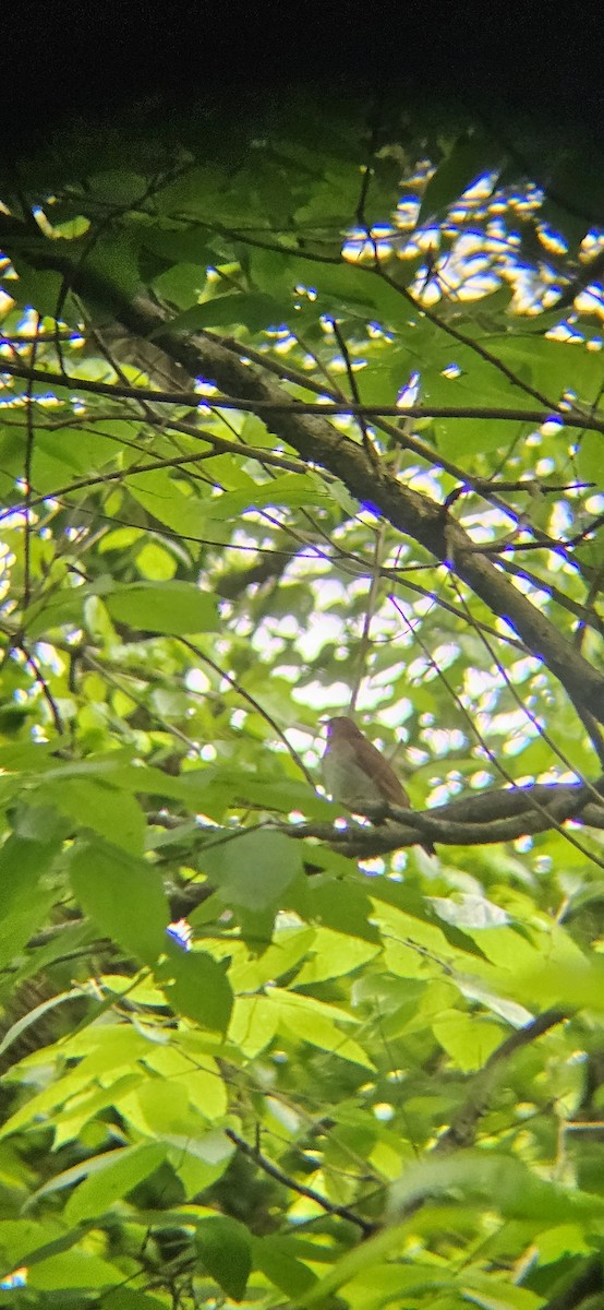 eBird Checklist - 9 May 2024 - Kelley Nature Preserve - 34 species