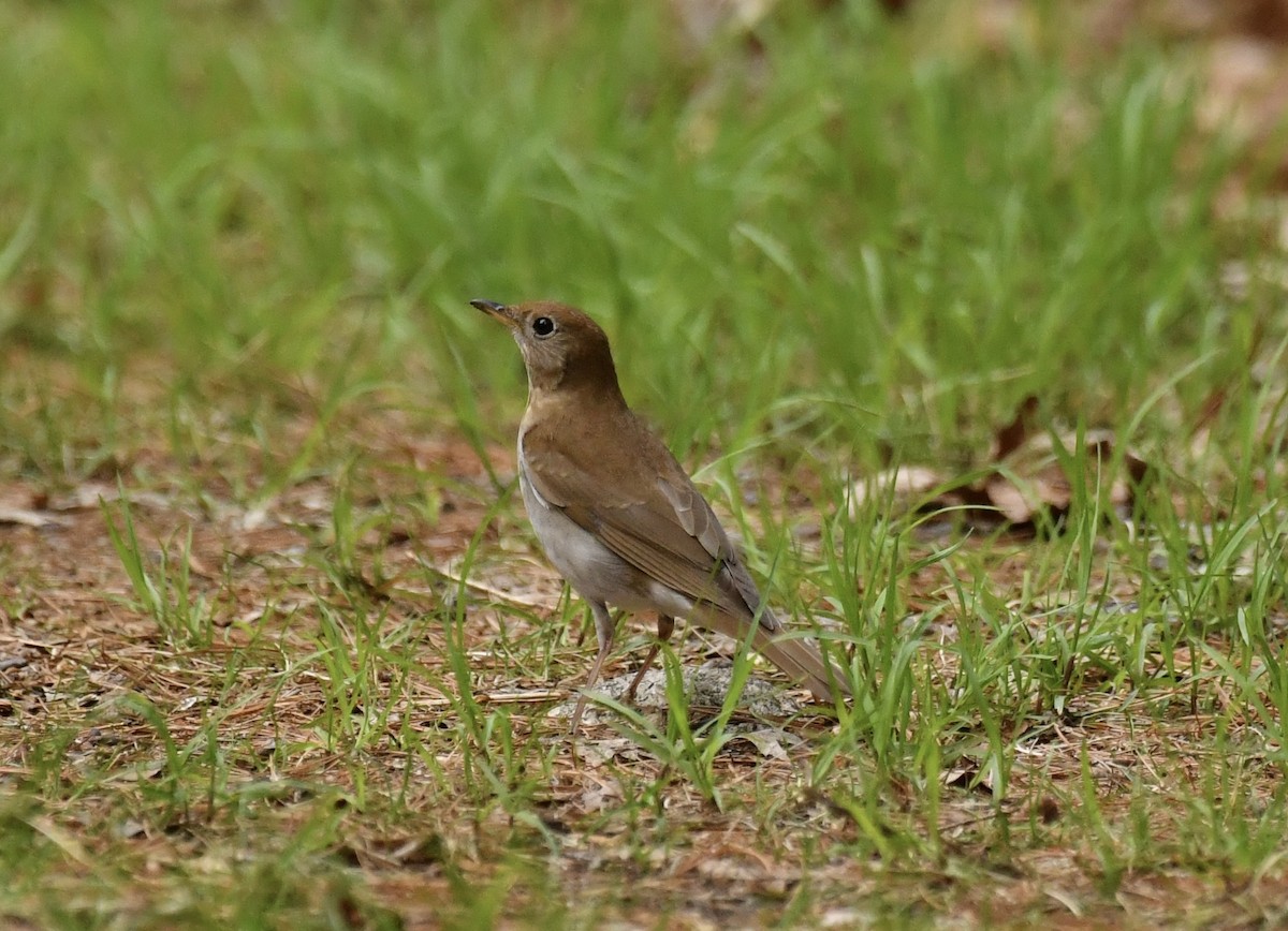 eBird Checklist - 9 May 2024 - 2 Railroad Ave, Charlestown US-RI 41. ...