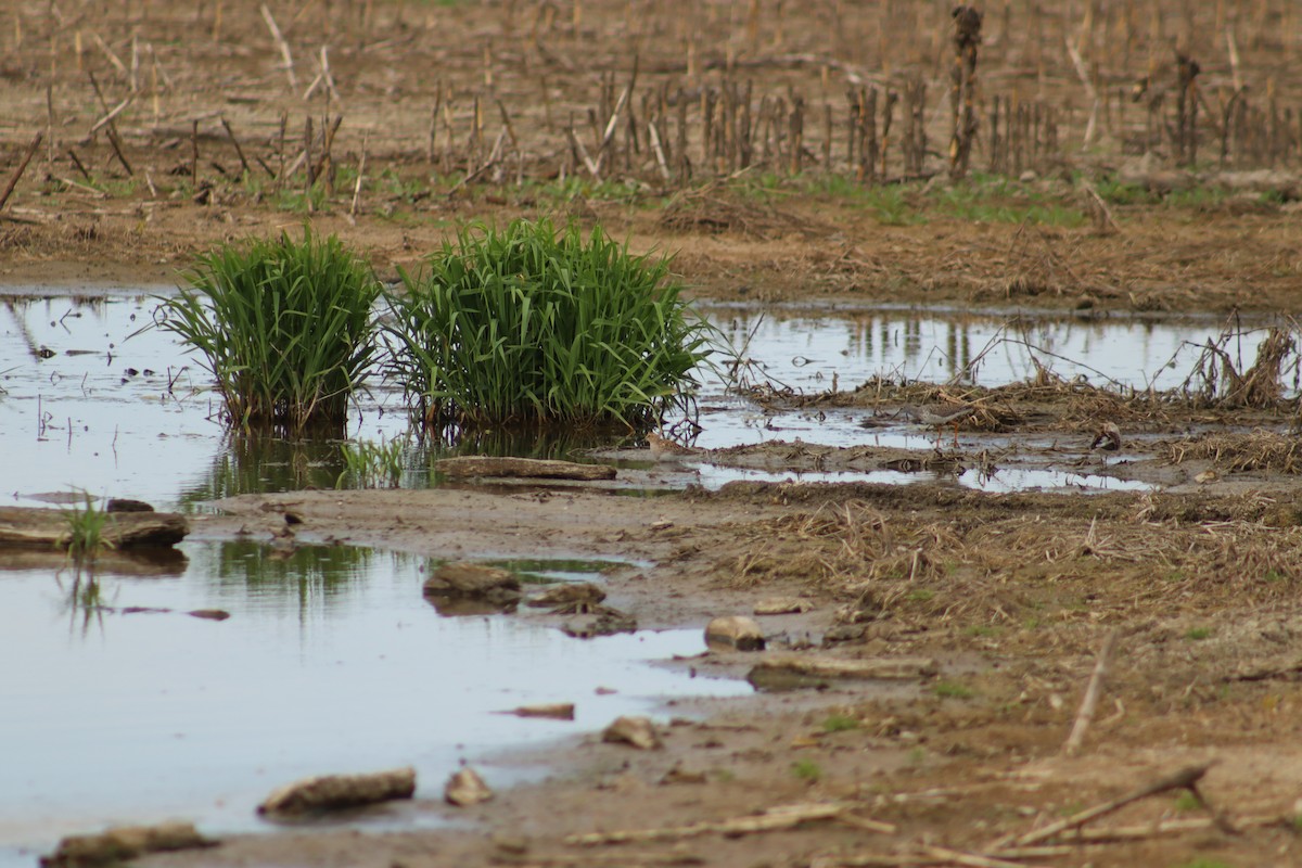 eBird Checklist - 3 May 2024 - Genesee St. (NY 63), flooded field ...