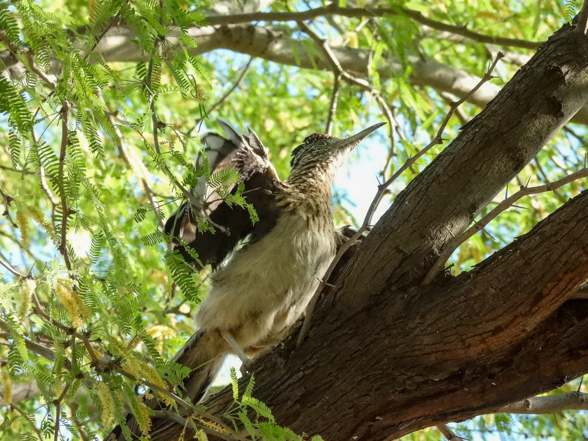 eBird Checklist - 9 May 2024 - Veterans Oasis Park - 22 species