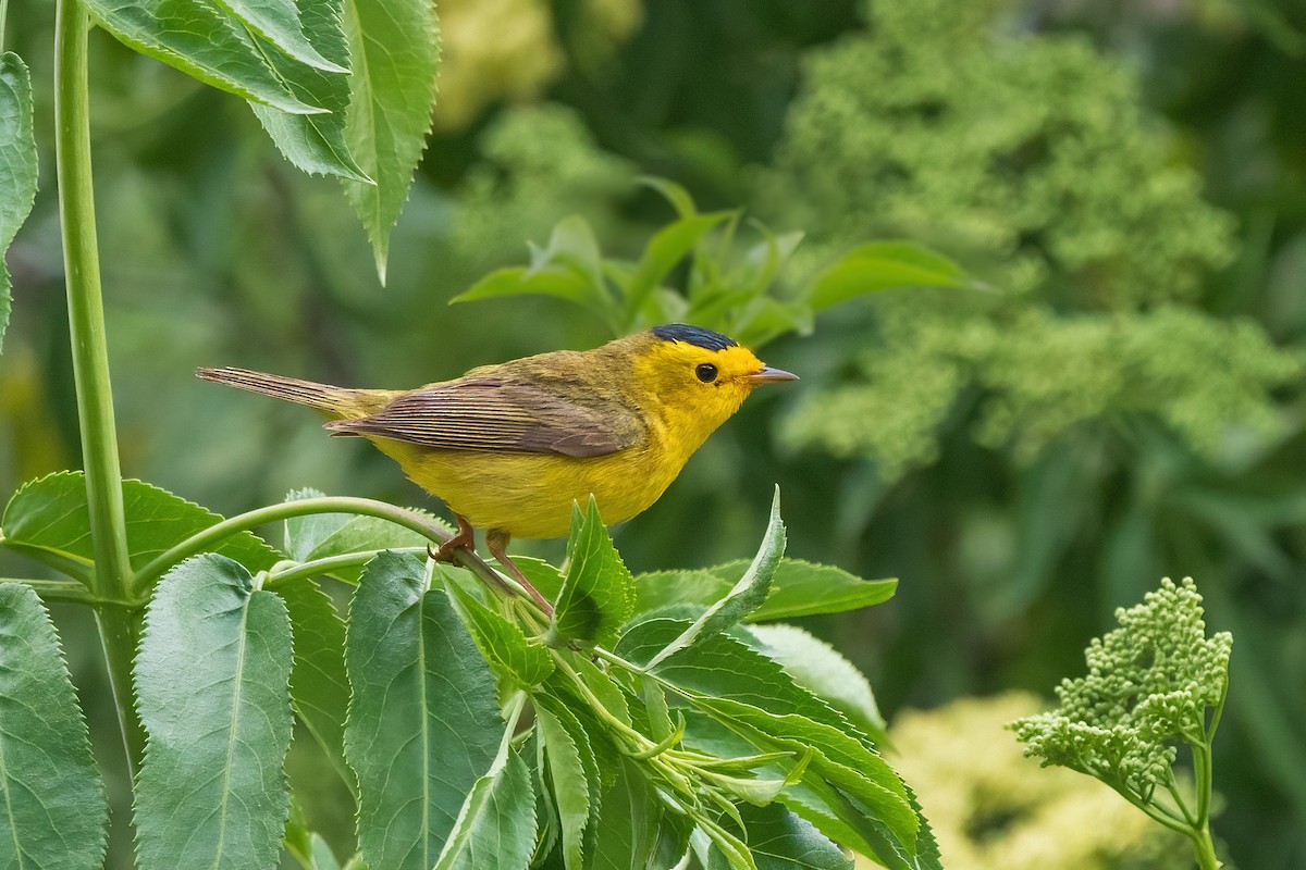 eBird Checklist - 9 May 2024 - William R Mason Regional Park, Irvine ...