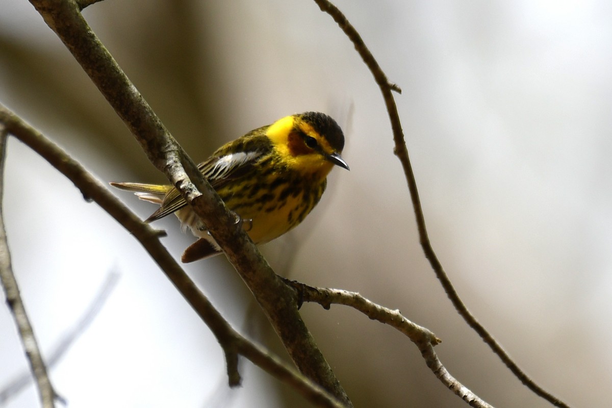 eBird Checklist - 9 May 2024 - Liam's Yard -- Private - 33 species