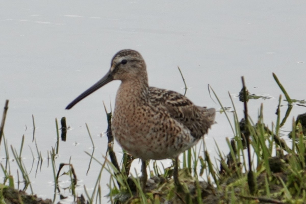 eBird Checklist - 9 May 2024 - Lido Beach Passive Nature Area - 41 species