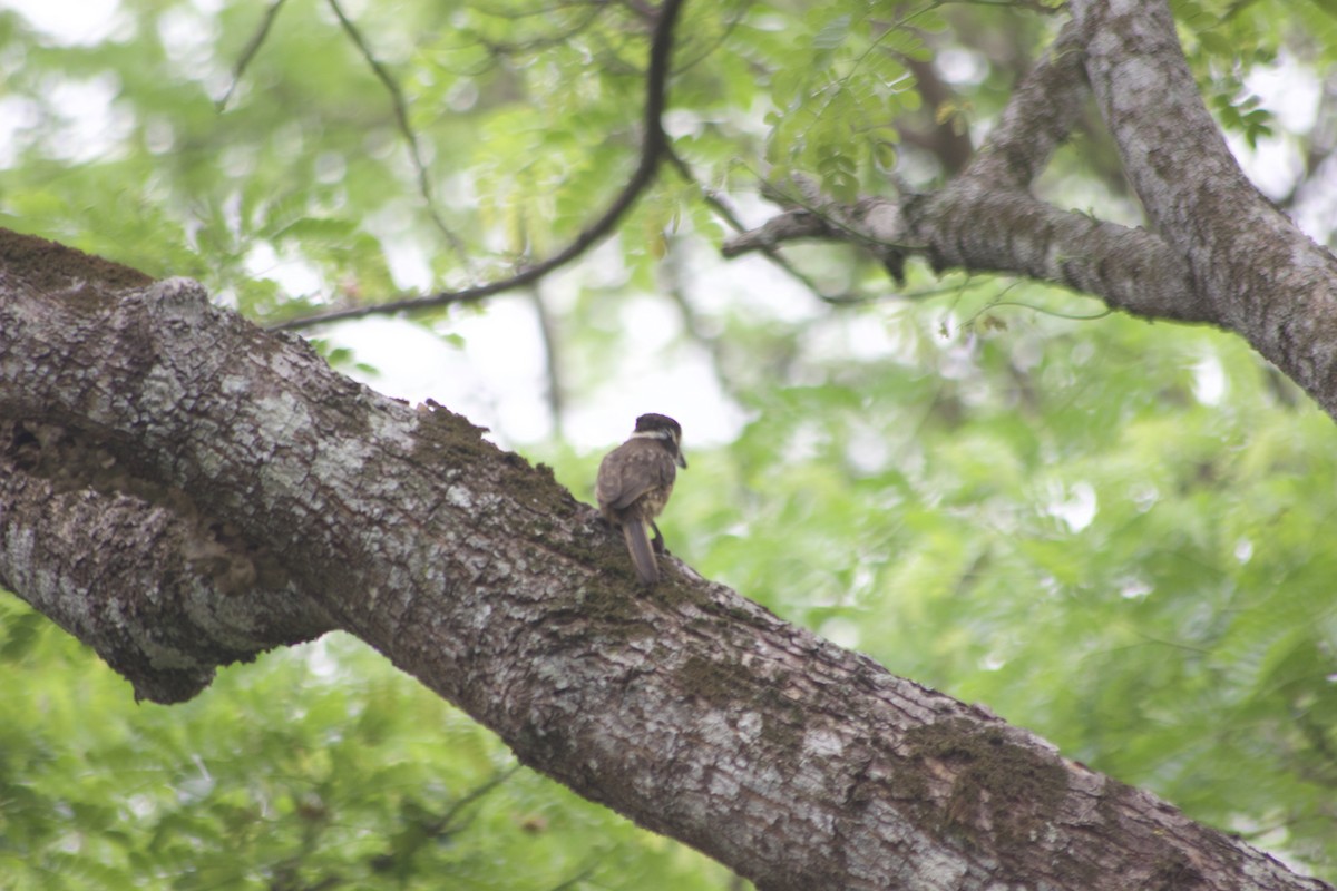 Russet-throated Puffbird - Hypnelus ruficollis - Media Search ...