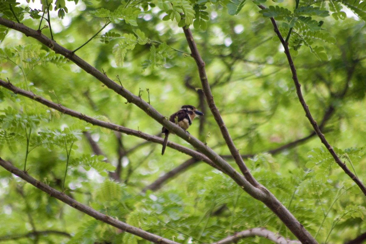 Russet-throated Puffbird - Hypnelus ruficollis - Media Search ...