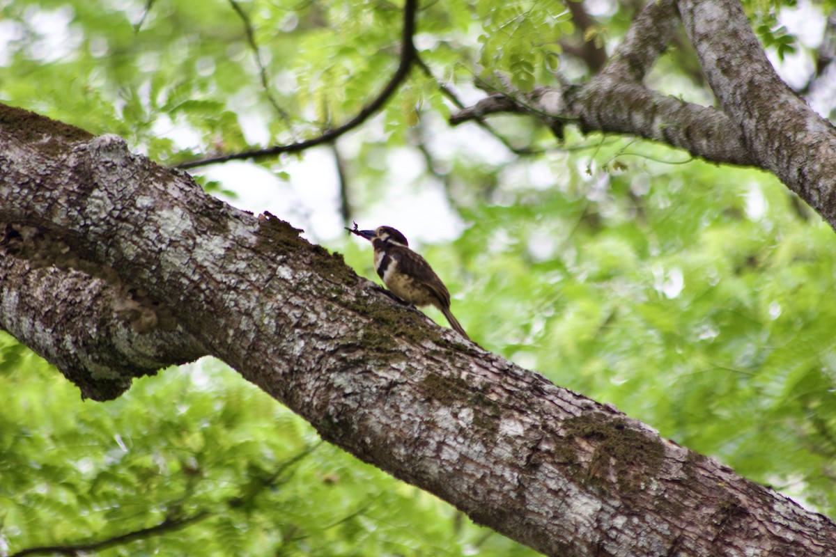 Russet-throated Puffbird - Hypnelus ruficollis - Media Search ...