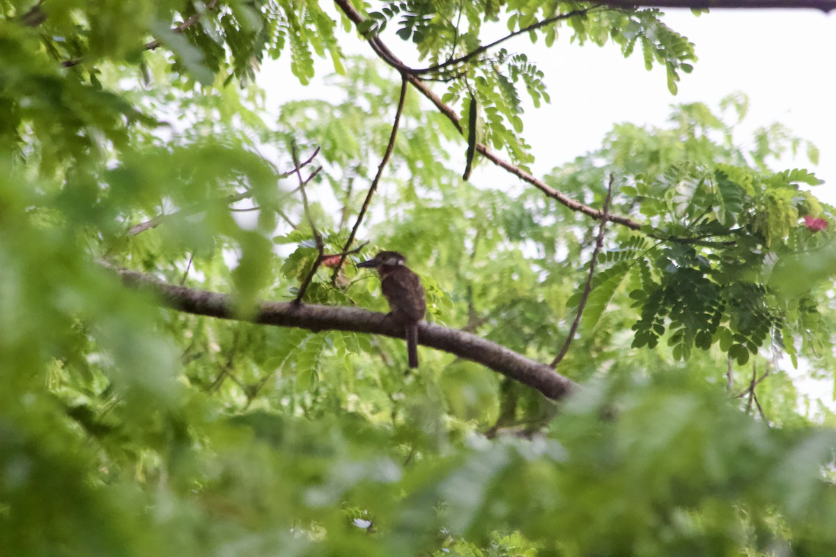 Russet-throated Puffbird - Hypnelus ruficollis - Media Search ...