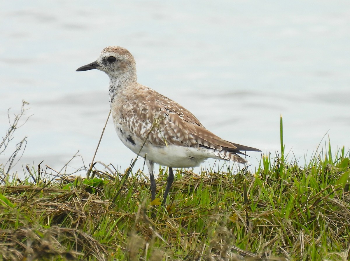 eBird Checklist - 9 May 2024 - Lido Beach Passive Nature Area - 39 species