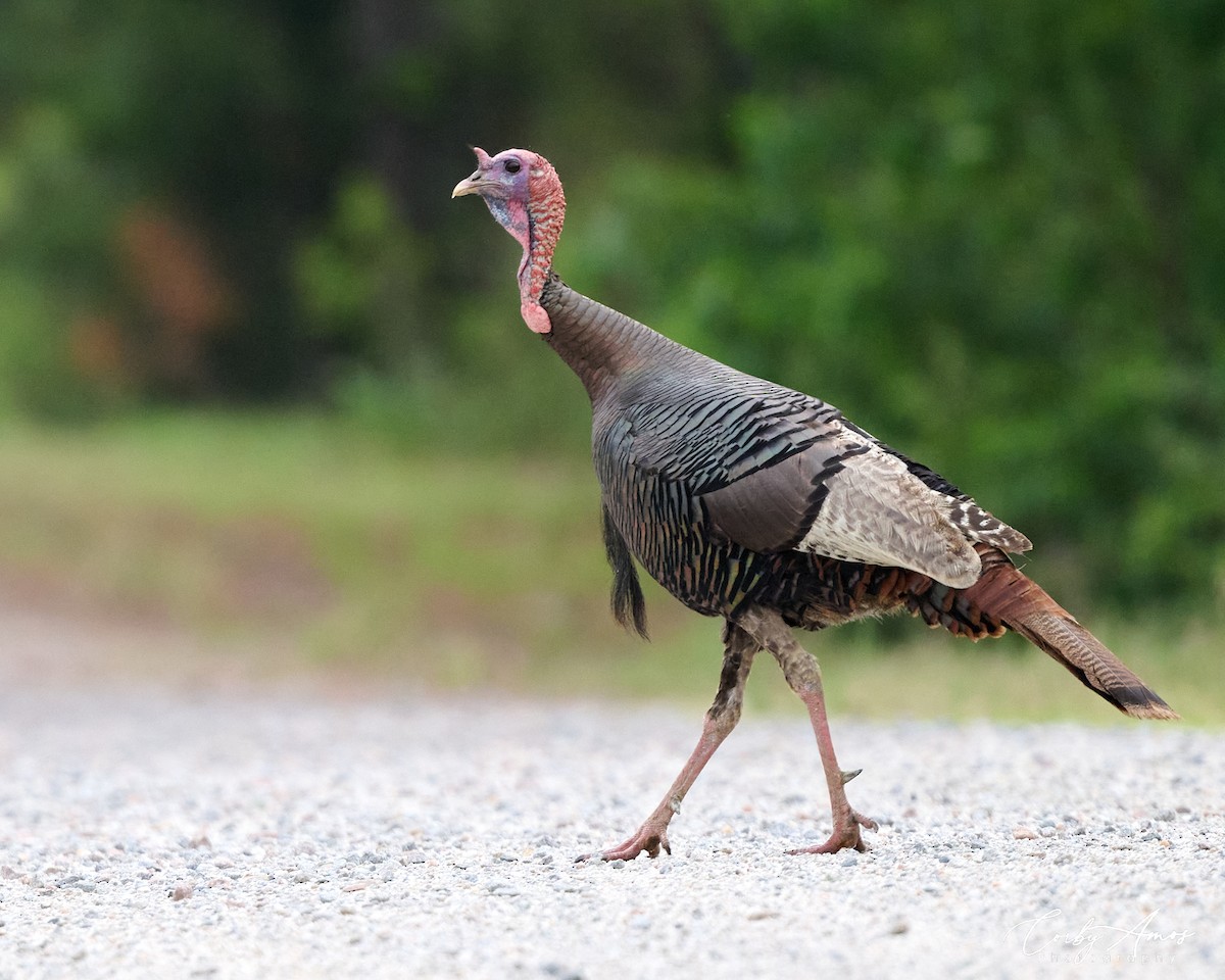 eBird Checklist - 9 May 2024 - Hog Island WMA - 73 species
