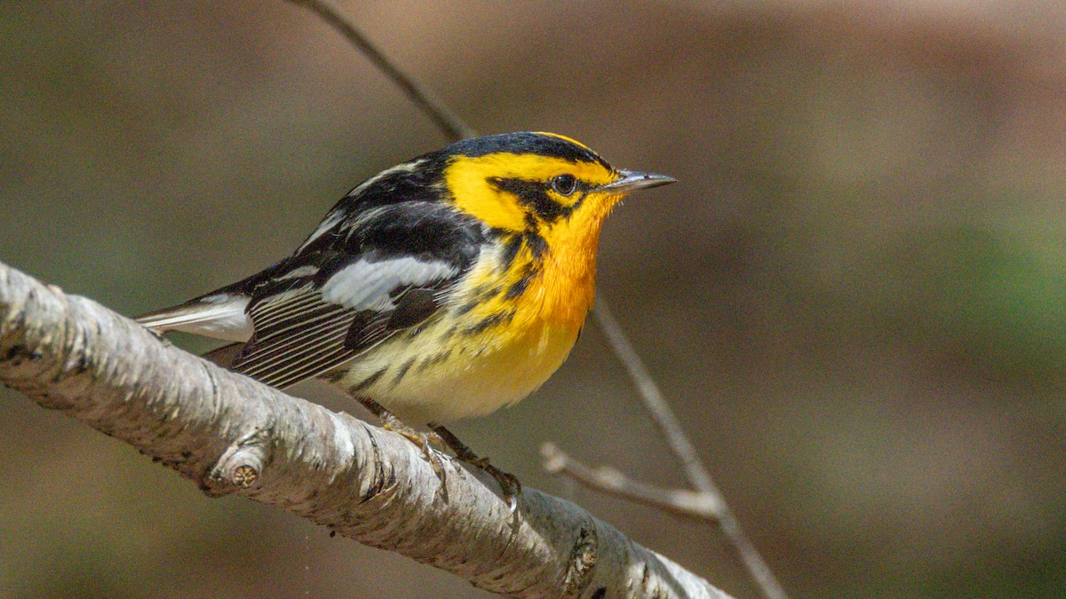 eBird Checklist - 9 May 2024 - Heins Farm - 10 species