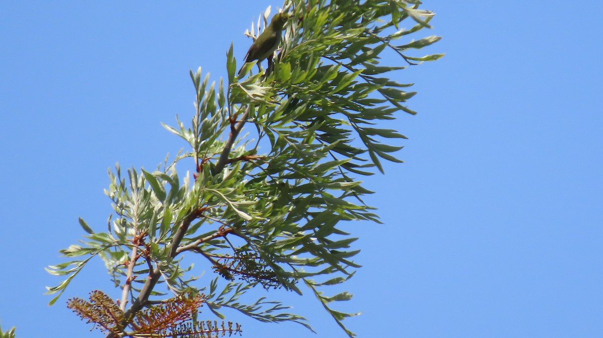 Swinhoe's White-eye - Zosterops simplex - Media Search - Macaulay ...