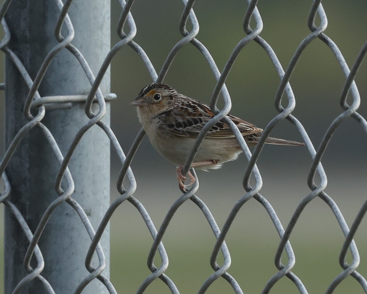 eBird Checklist - 9 May 2024 - Concord Airport - 34 species (+1 other taxa)