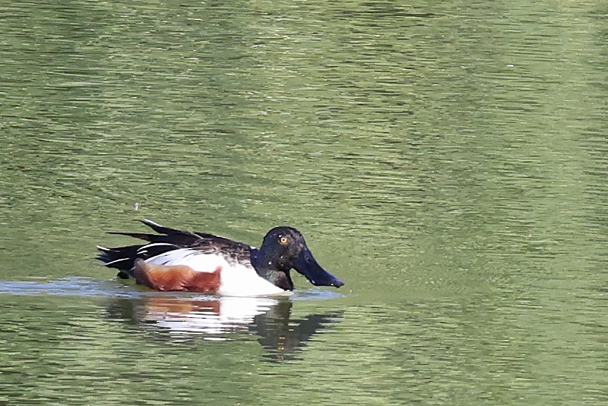 eBird Checklist - 9 May 2024 - Gilbert and Chandler Heights Rds. pond ...