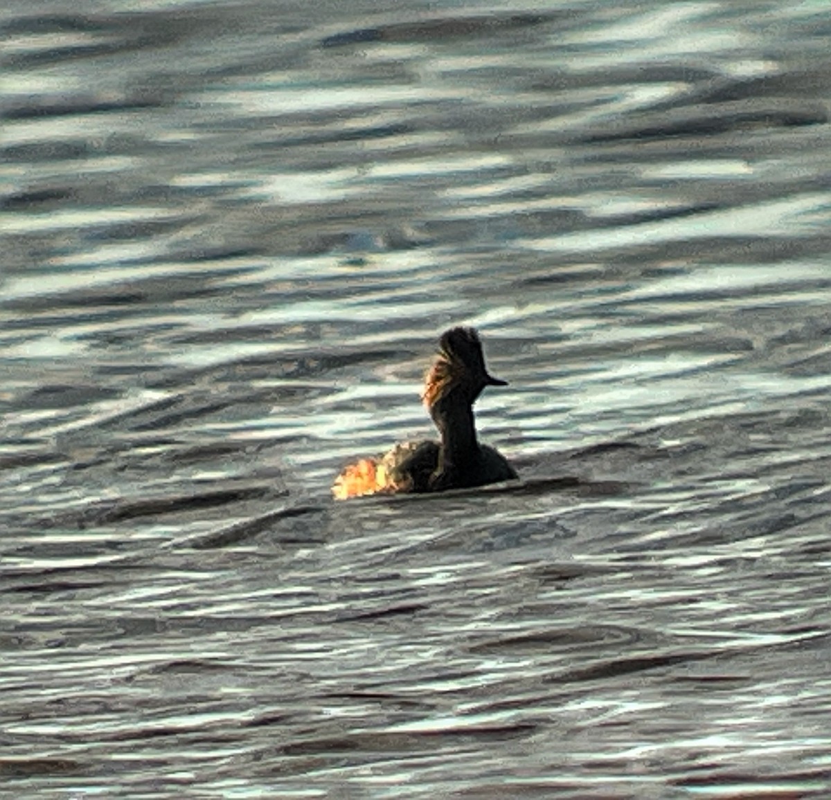 eBird Checklist - 9 May 2024 - Lake Byllesby (Goodhue Co.) - 5 species