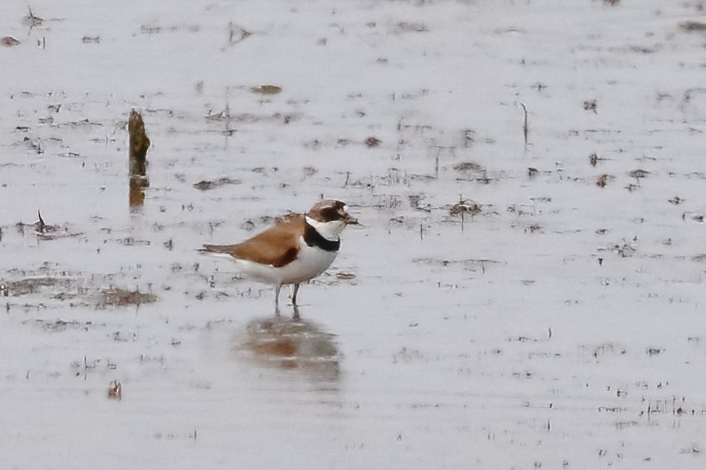 eBird Checklist - 7 May 2024 - Howard Marsh Metropark - 19 species