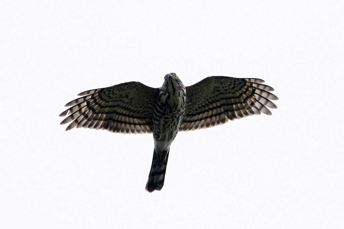 Besra - Accipiter virgatus - Media Search - Macaulay Library and eBird